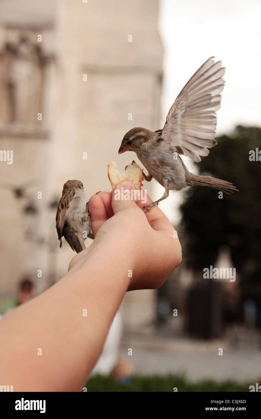 Fly sparrow hi-res stock photography and images - Alamy