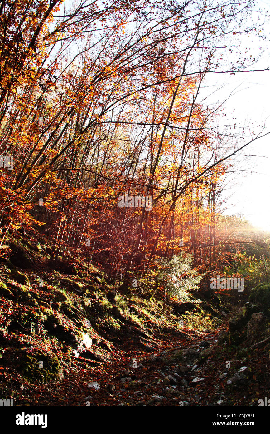 wood in autumn Stock Photo - Alamy
