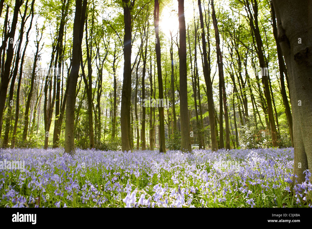 Springtime Bluebells in the woods showing the changing season in a ...