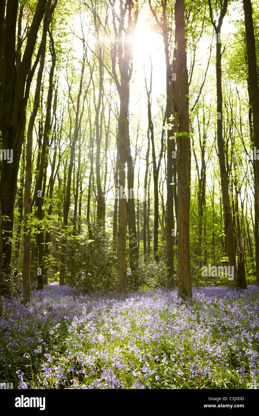 Spring Stock Photos & Images from Alamy