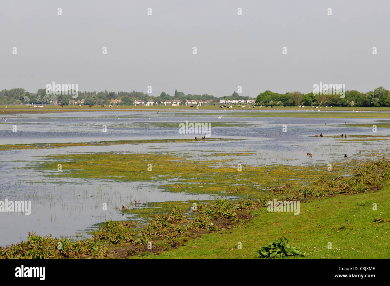 Port Meadow, Oxford, Oxfordshire Stock Photo - Alamy