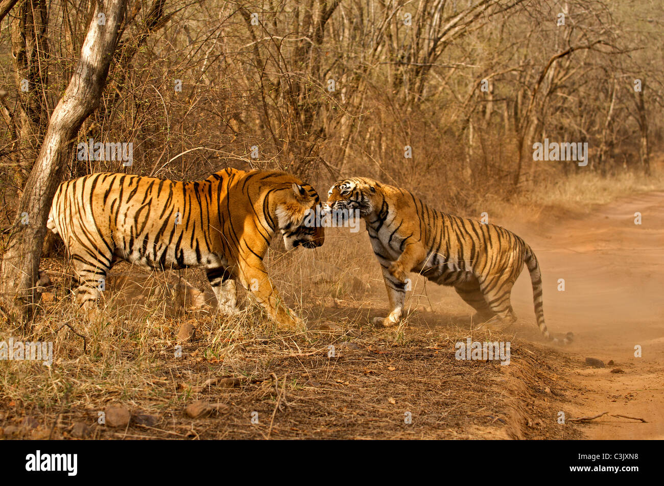 Male And Female Tiger Pictures