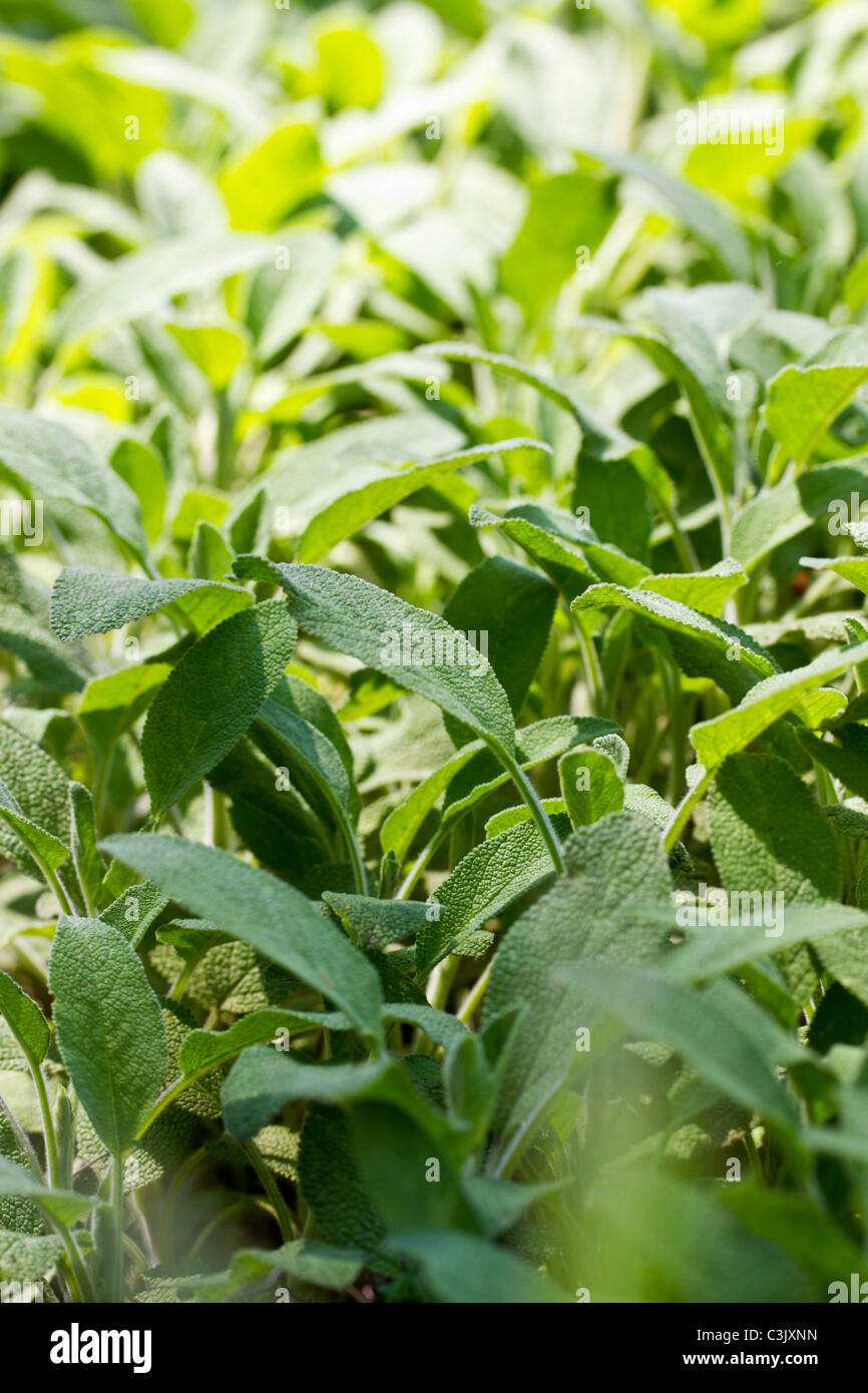 Culinary fragrant plant hi-res stock photography and images - Alamy