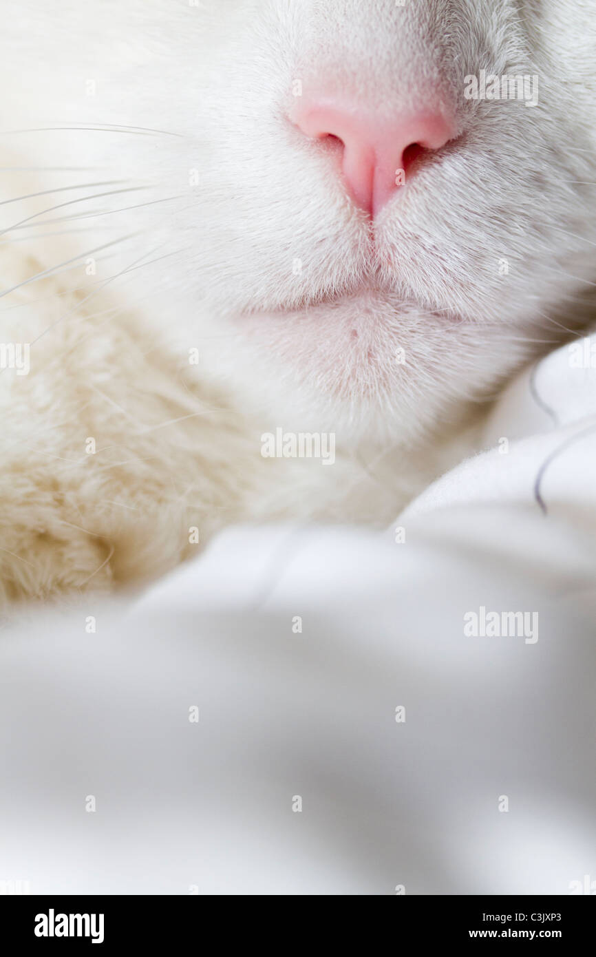 Close up of pink cat nose hi-res stock photography and images - Alamy