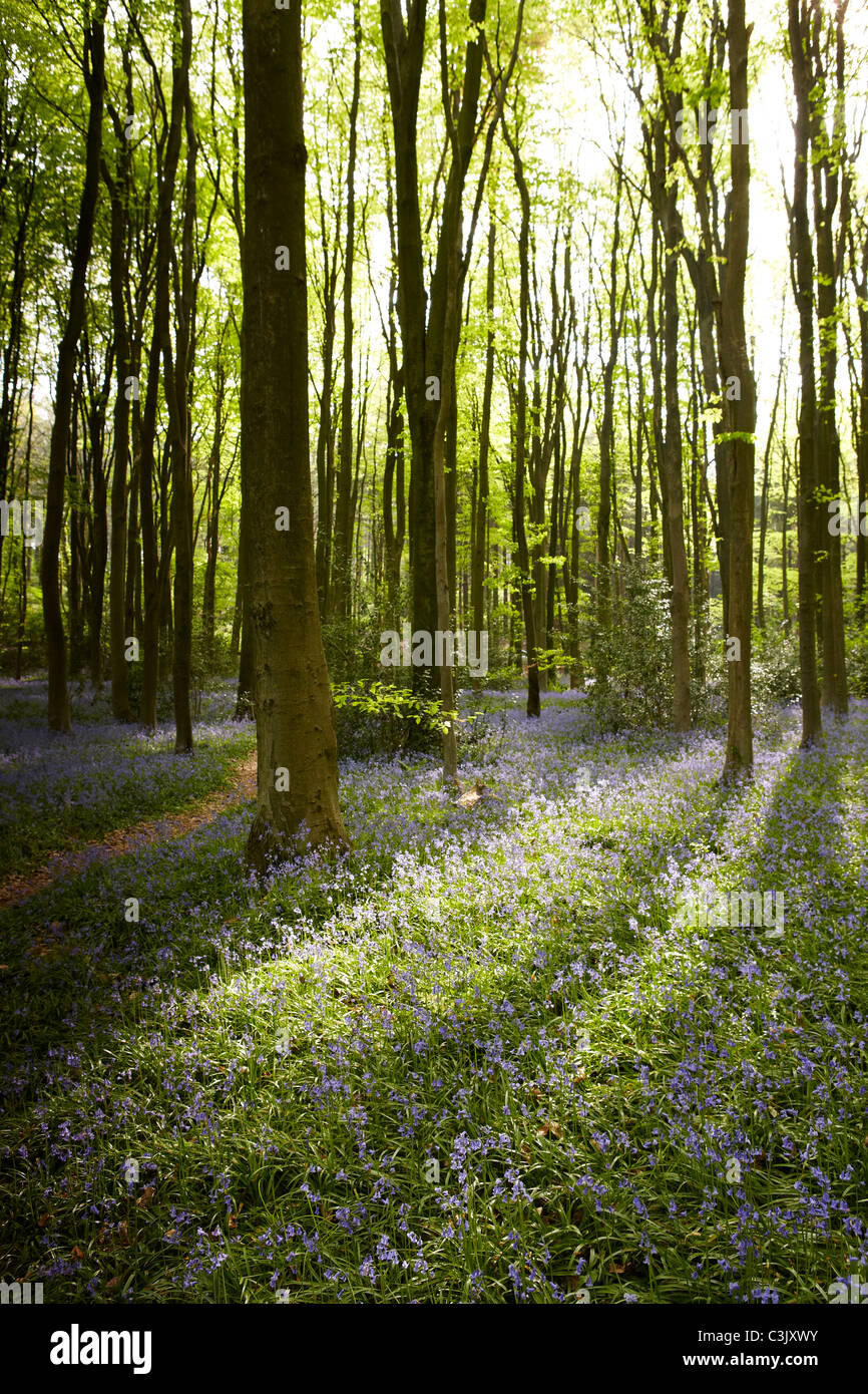 Springtime Bluebells in the woods showing the changing season in a ...