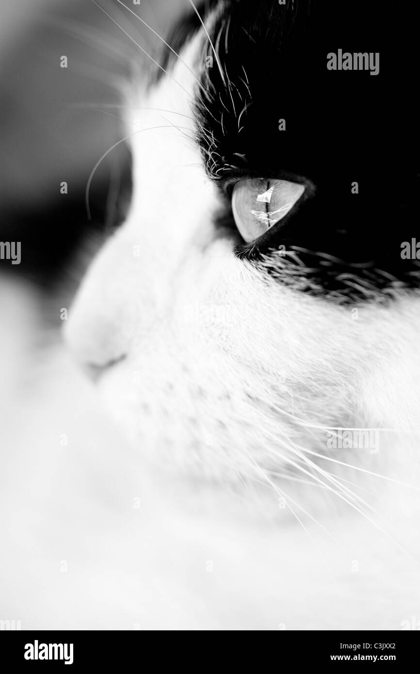 Black cat portrait Black and White Stock Photos & Images - Alamy