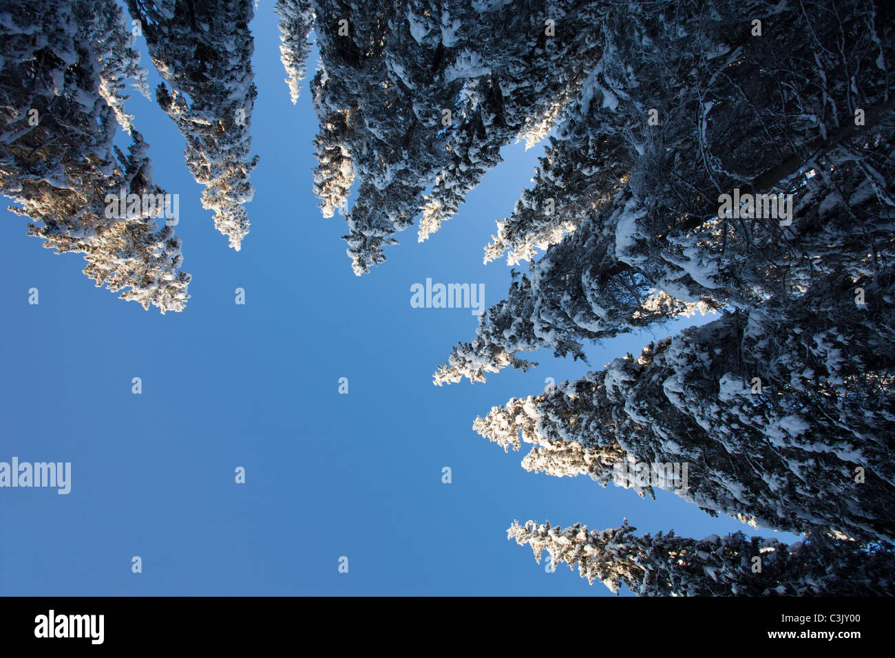 View of snow covered spruce ( Picea Abies ) treetops in the taiga forest , Finland Stock Photo ...