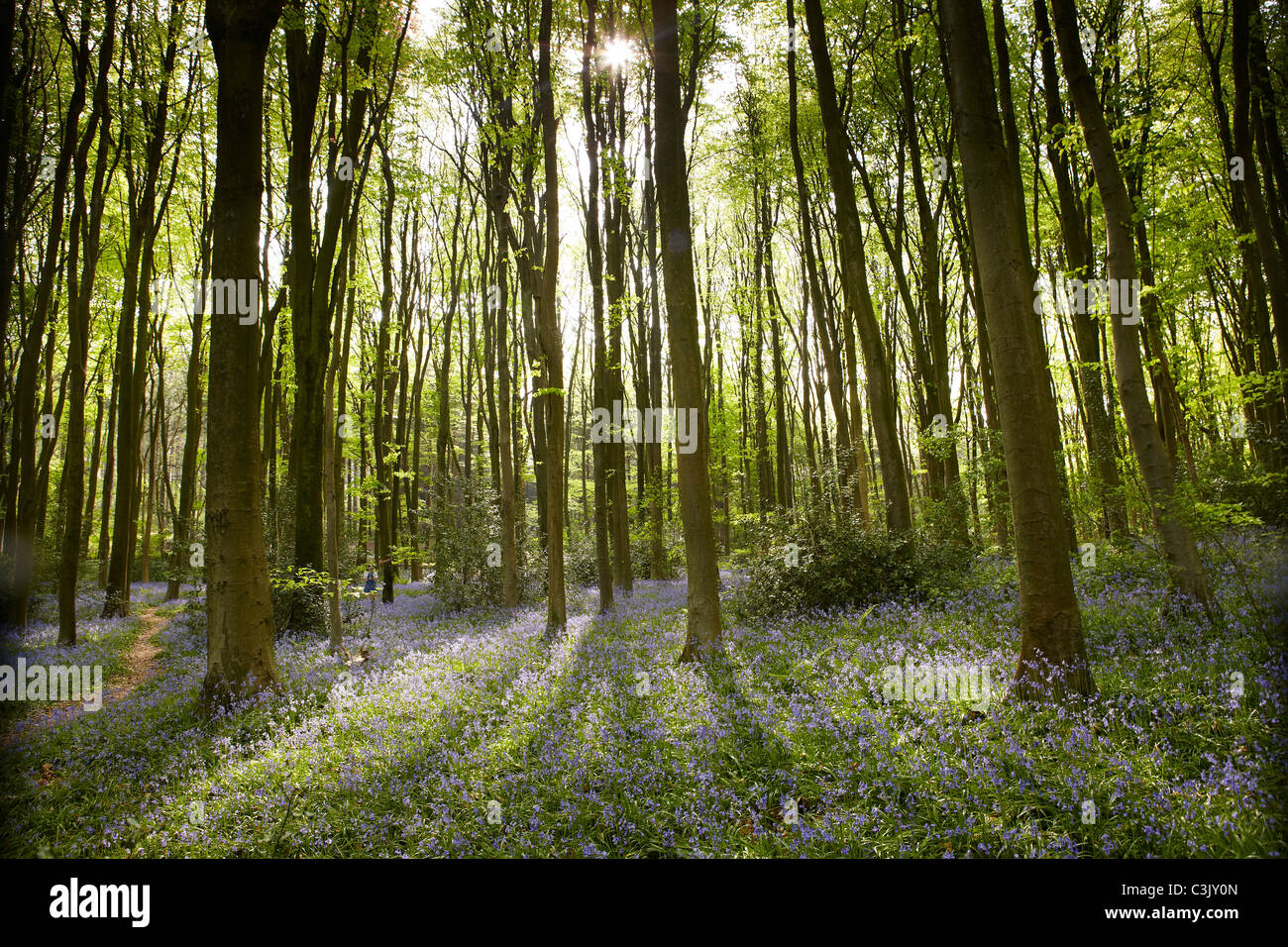 Springtime Bluebells in the woods showing the changing season in a ...
