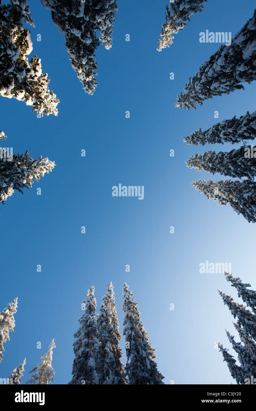 View of snow covered spruce ( Picea Abies ) treetops in the taiga forest , Finland Stock Photo ...