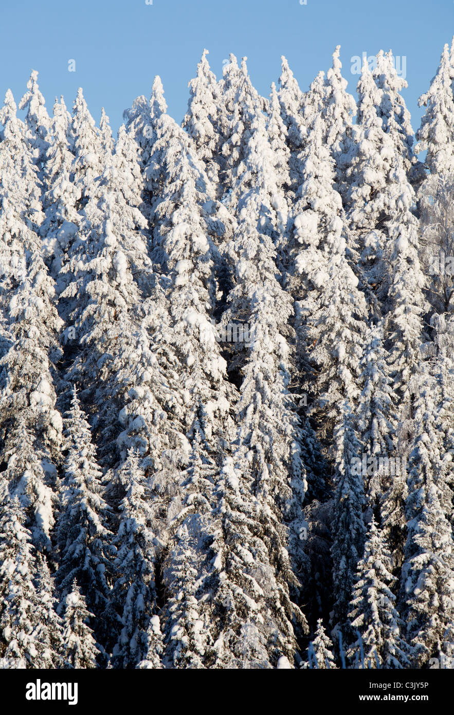Snow covering treetops hi-res stock photography and images - Alamy
