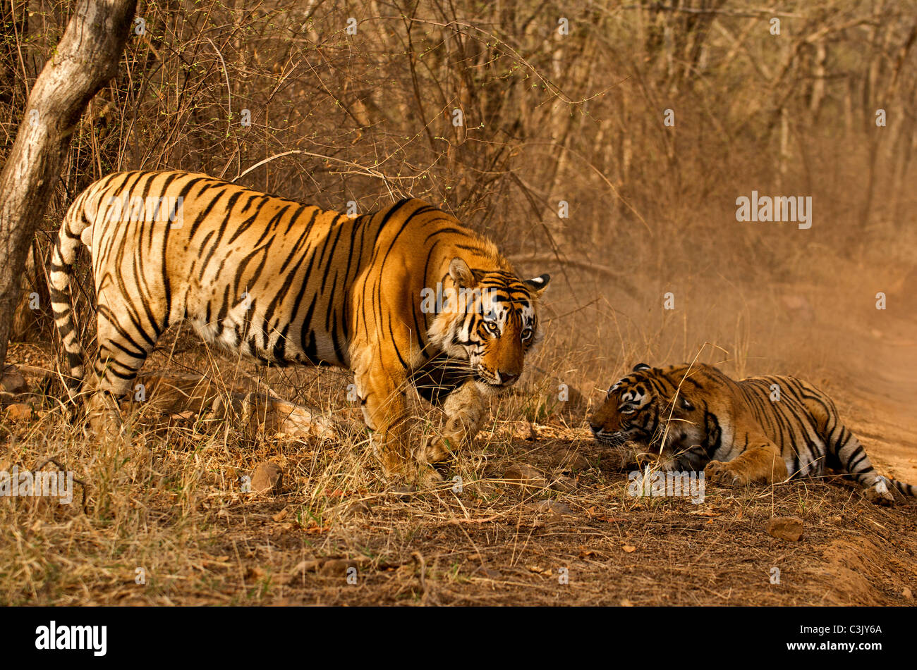 Two tigers male female fighting hi-res stock photography and images - Alamy