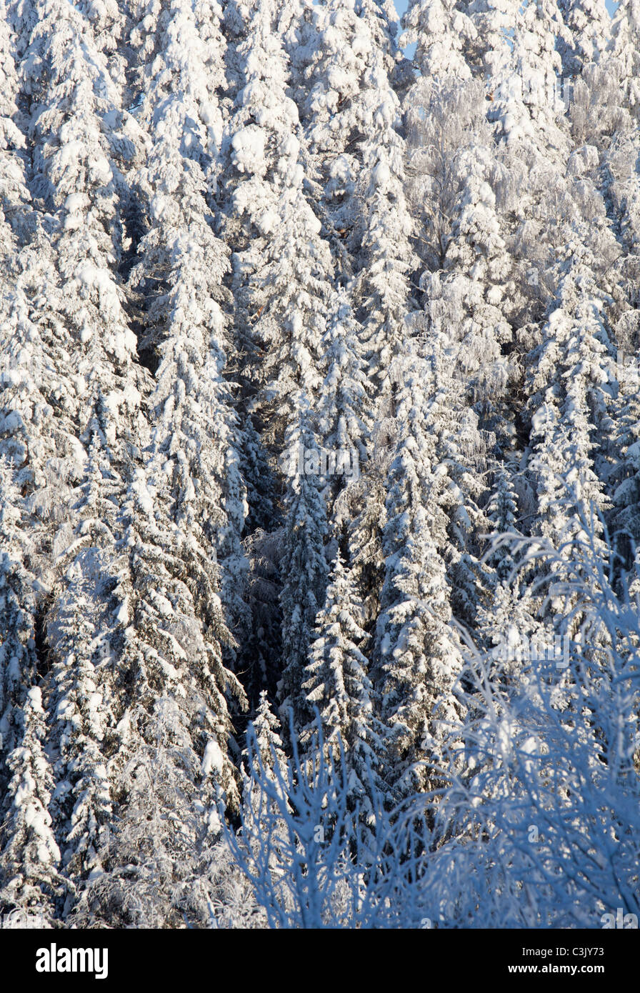 View of snow covered spruce ( Picea Abies ) trees in the taiga forest , Finland Stock Photo - Alamy