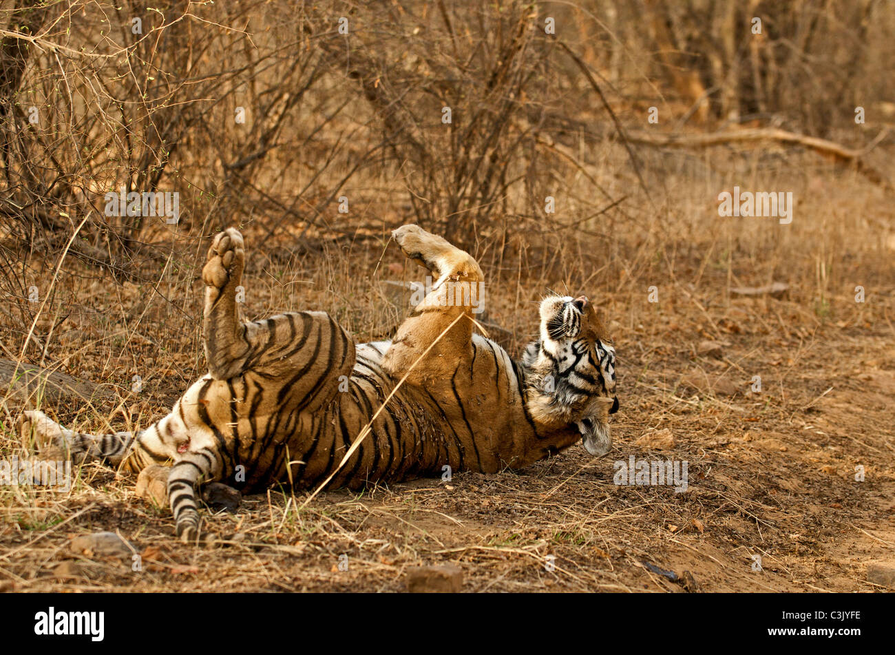 Female Bengal tiger lying on her back in Ranthambhore national park ...