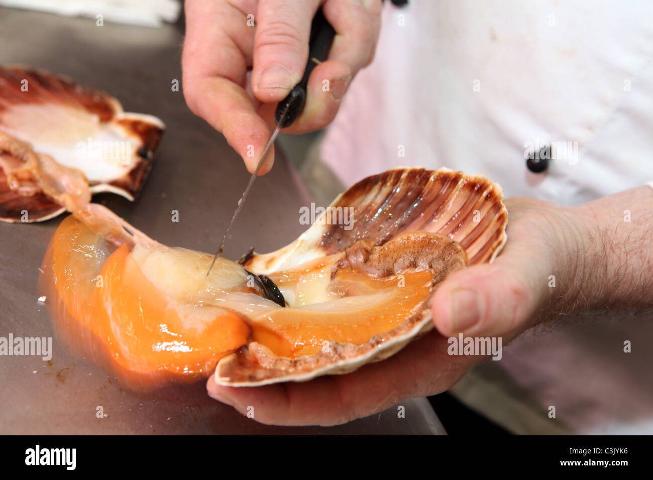 Open scallop shell hi-res stock photography and images - Alamy
