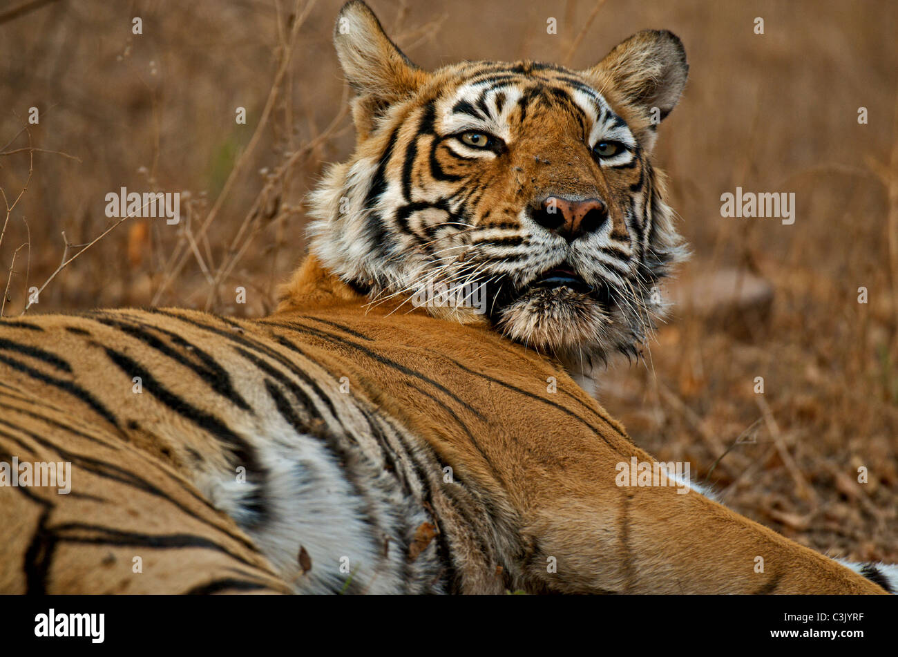Head of a female Bengal tiger in Ranthambhore national park Stock Photo ...