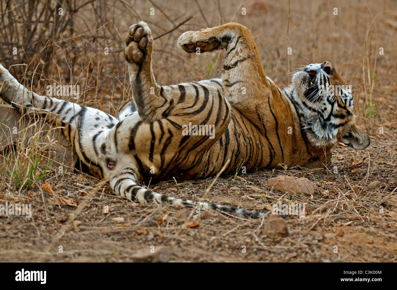 Female Bengal tiger lying on her back in Ranthambhore national park ...