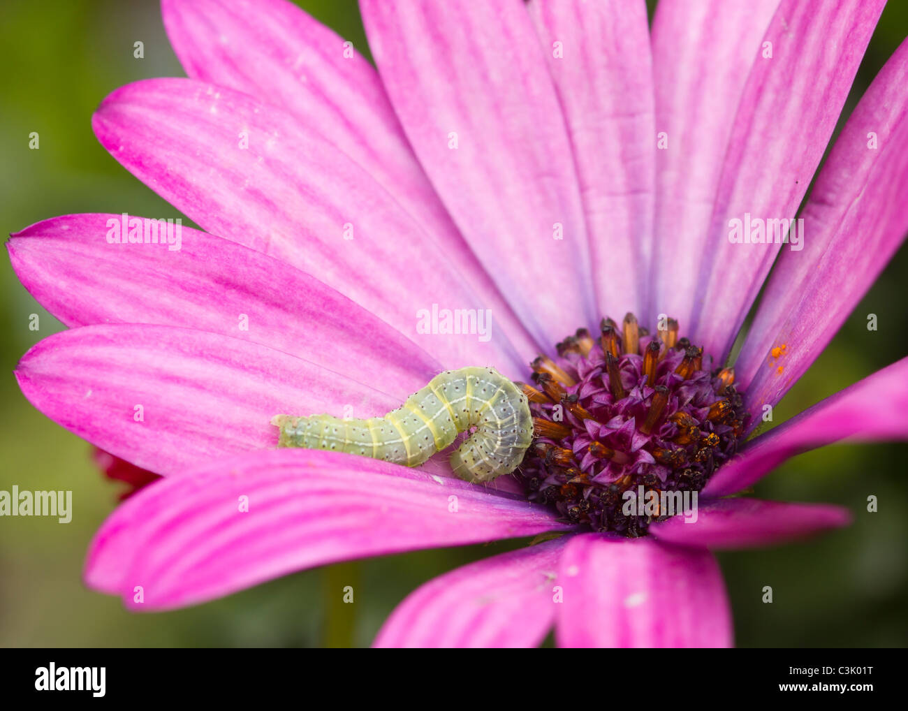 Caterpillar flower hi-res stock photography and images - Alamy