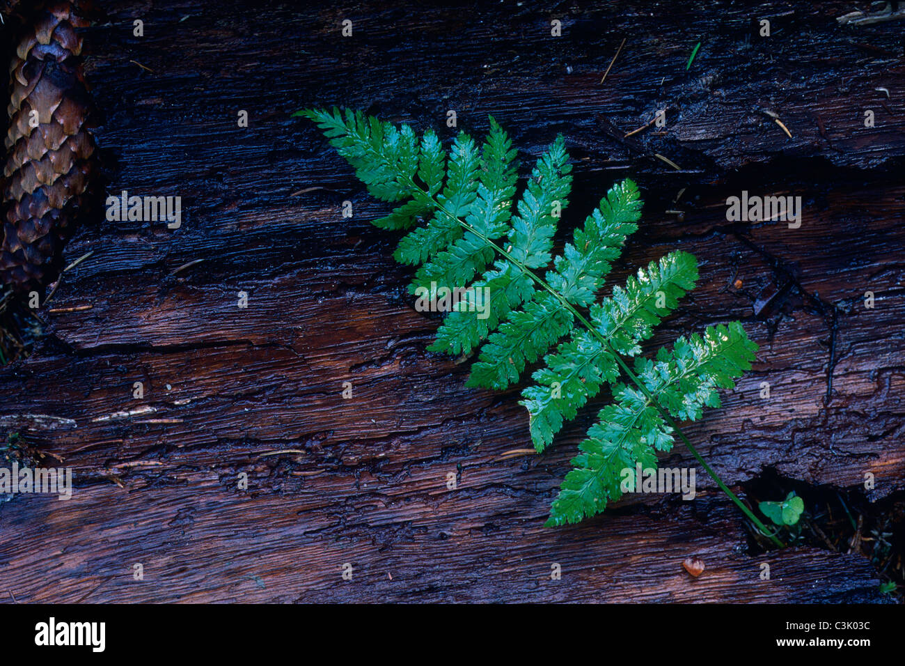 Aspidium hi-res stock photography and images - Alamy