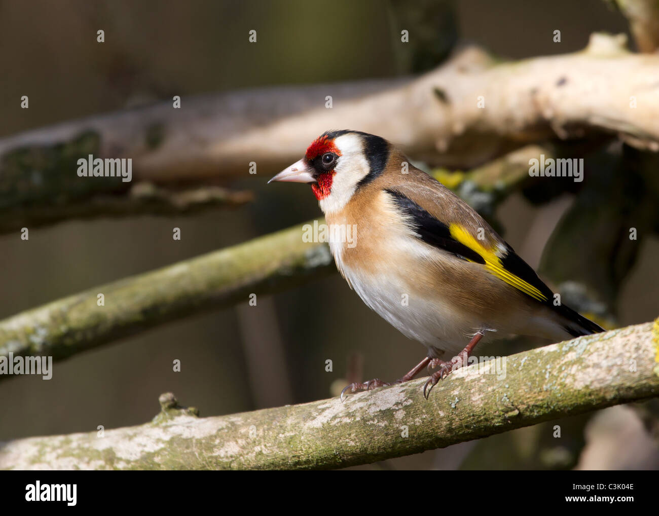 Goldfinch in the wild uk hi-res stock photography and images - Alamy
