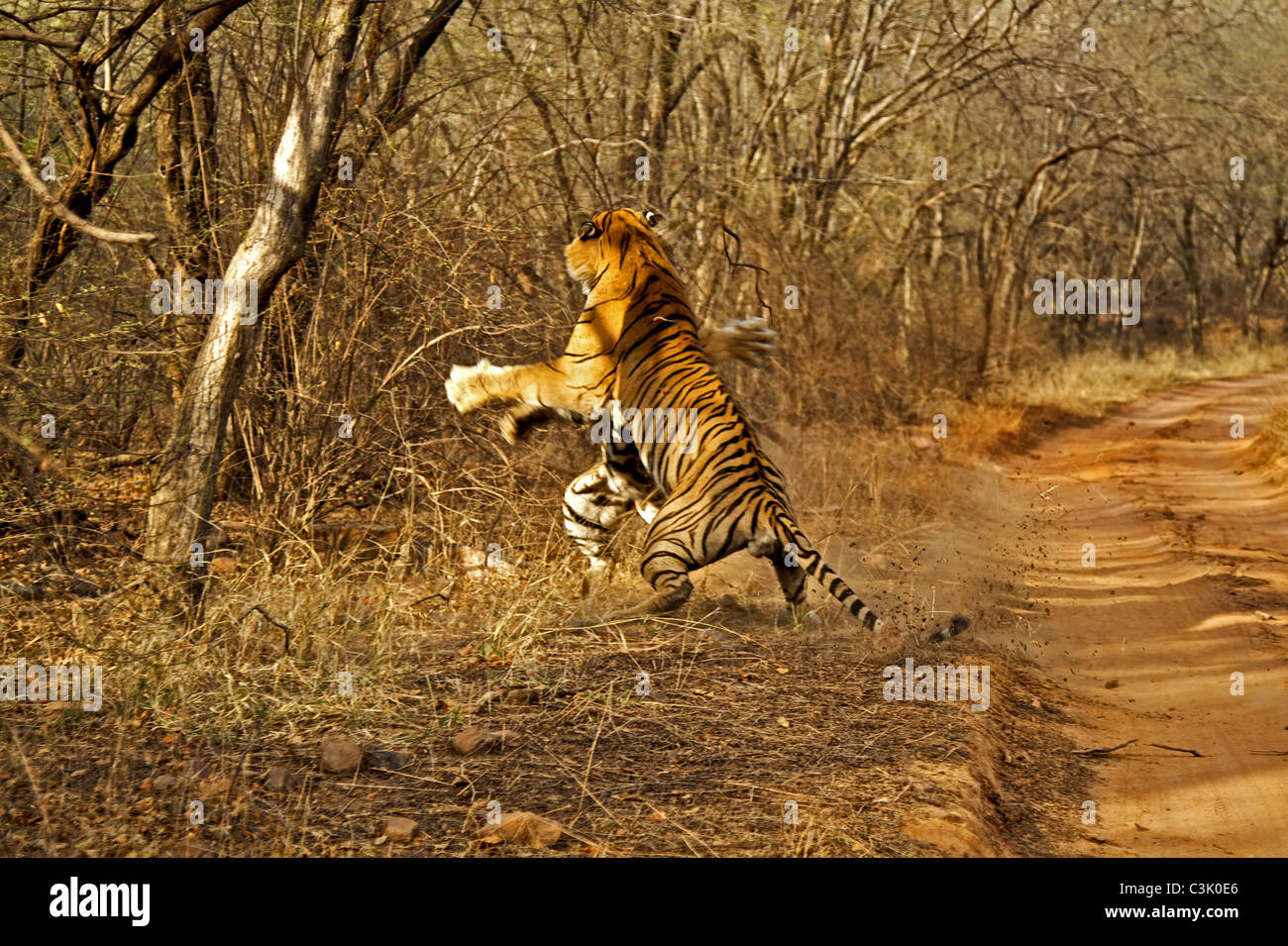 Two tigers male female fighting hi-res stock photography and images - Alamy
