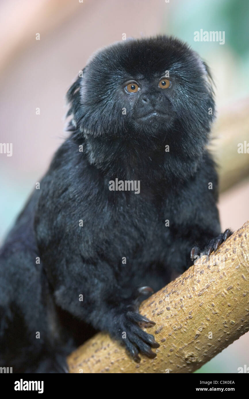 Springtamarin, Callimioco goeldii, Goeldi's Monkey, Goeldi's Marmoset ...