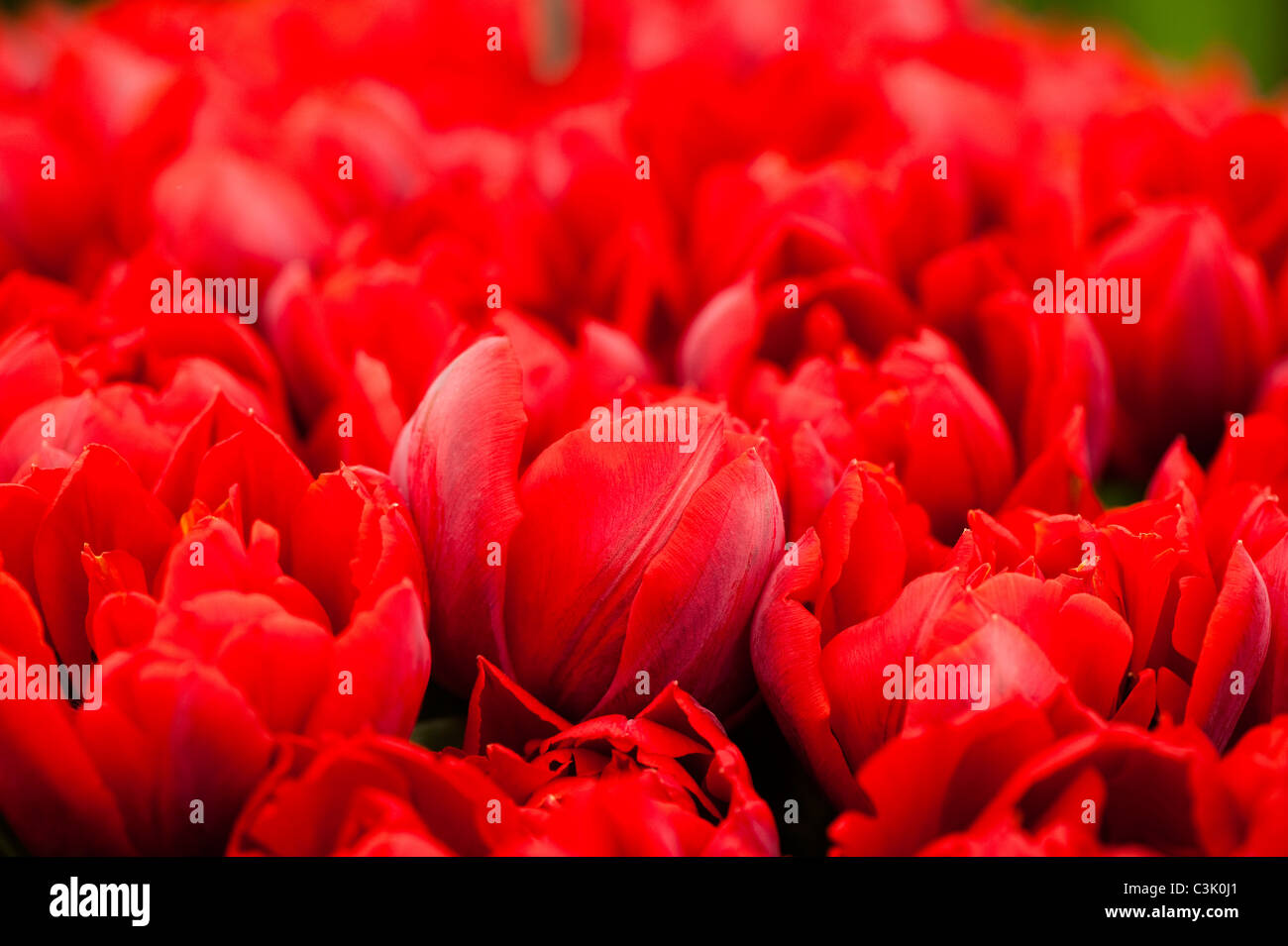 Tulipa ‘Red Princess’, Double Late Tulip Stock Photo - Alamy