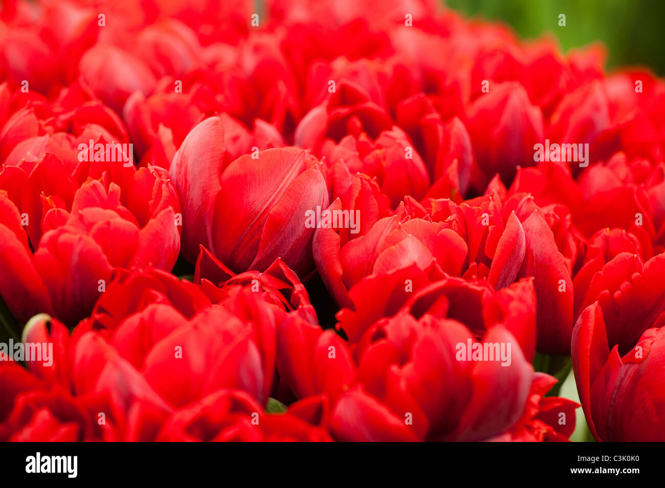 Princess royal cardiff hi-res stock photography and images - Alamy