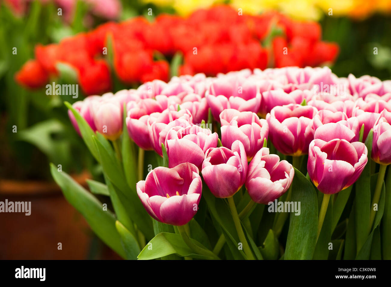 Cracker plant flower hi-res stock photography and images - Alamy