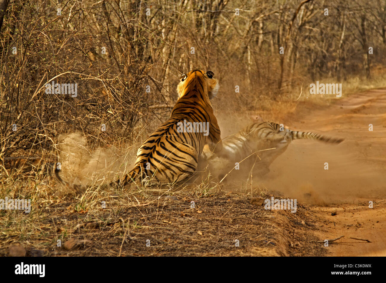 Two tigers male female fighting hi-res stock photography and images - Alamy
