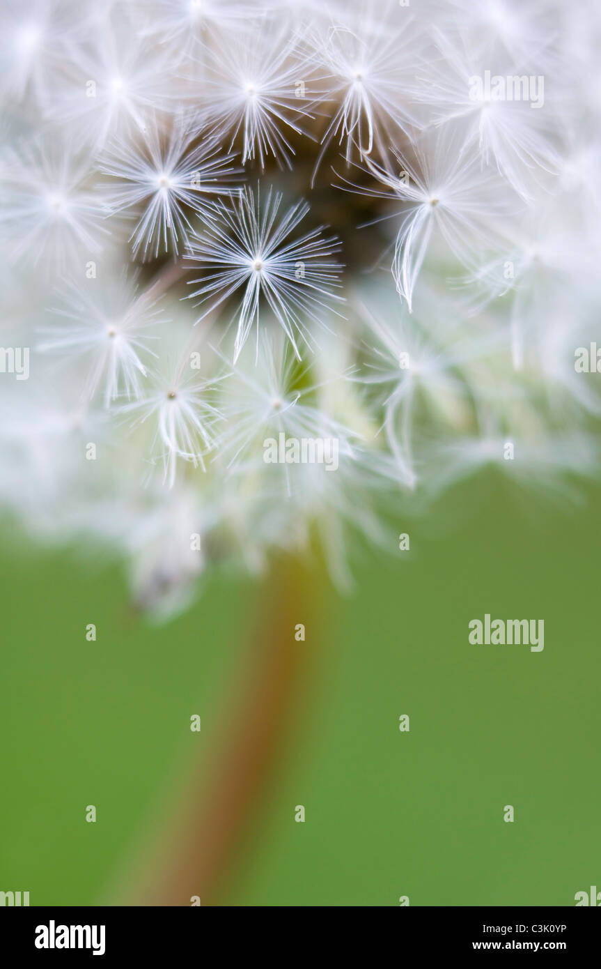 Germany, Baden-WÃ¼rttemberg, Markdorf, Common dandelion, close up Stock ...