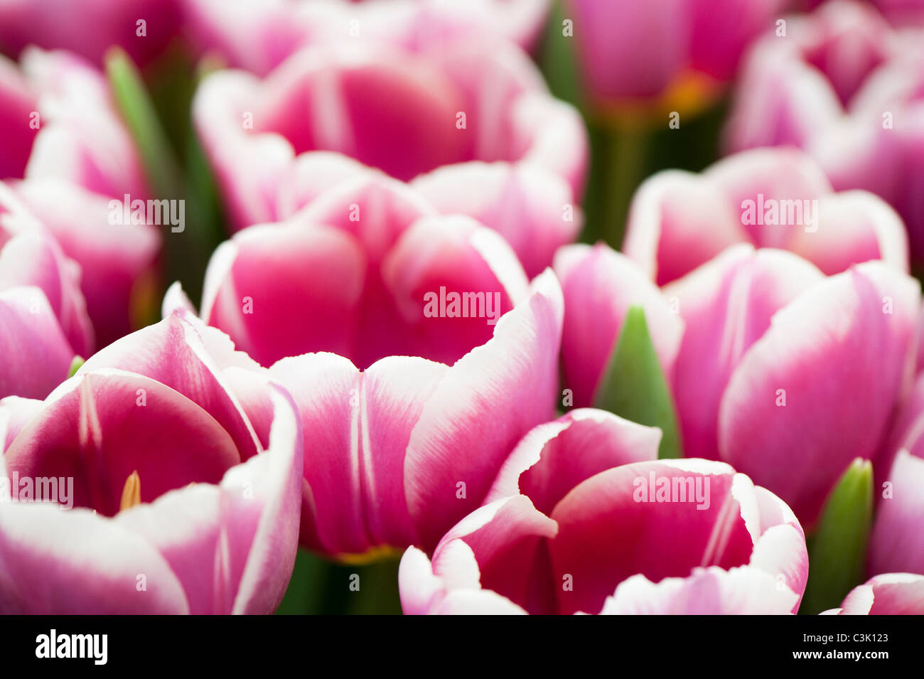 Cracker plant flower hi-res stock photography and images - Alamy