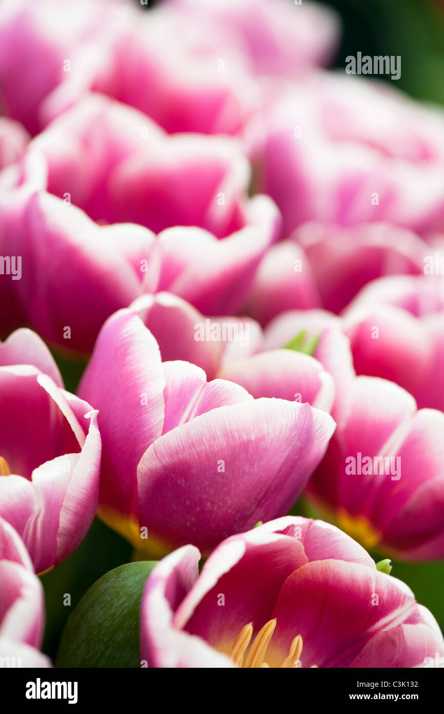 Tulipa ‘Cracker’, Triumph Tulips Stock Photo - Alamy