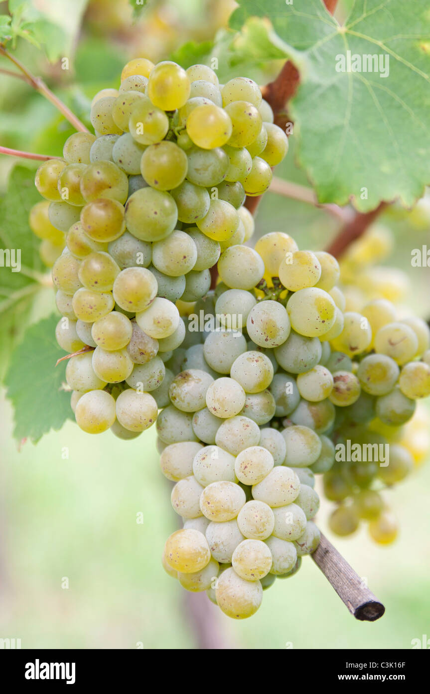 Terlan hi-res stock photography and images - Alamy