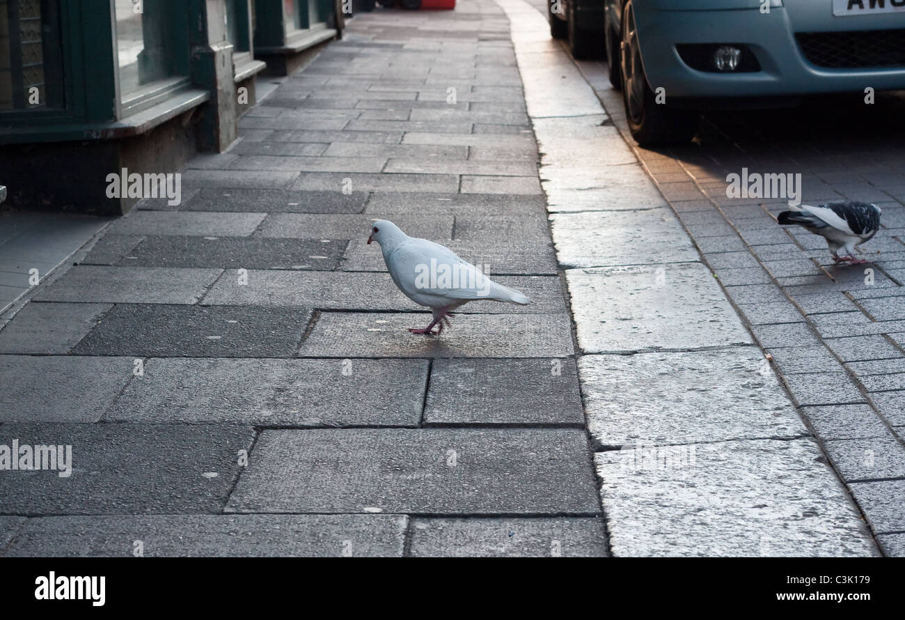 Pigeon vermin hi-res stock photography and images - Alamy
