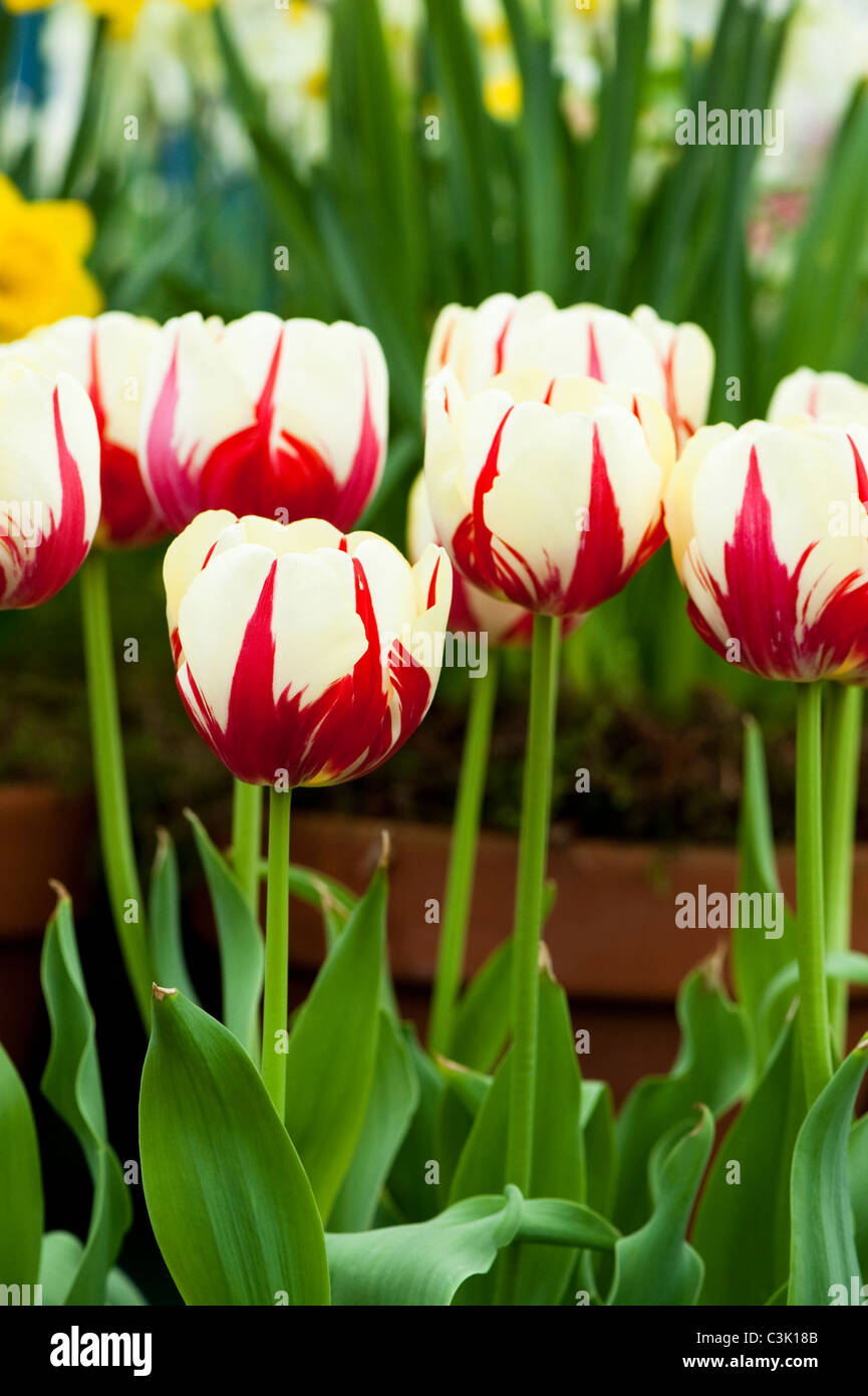 Tulip world of expression hi-res stock photography and images - Alamy