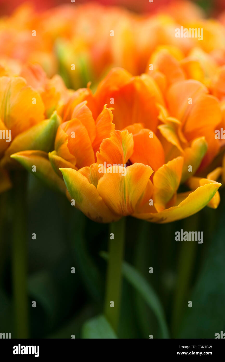 Tulipa orange princess hi-res stock photography and images - Alamy