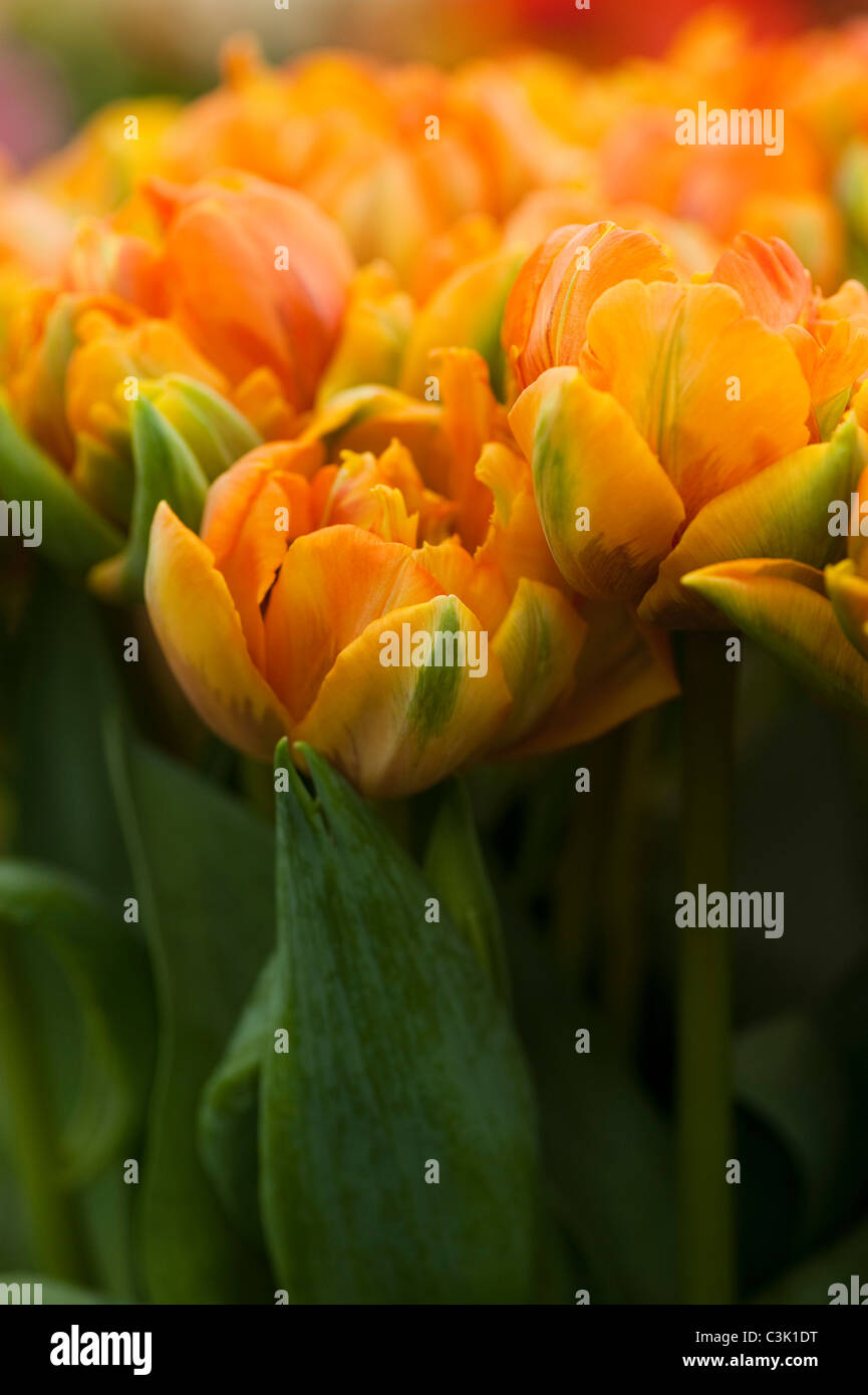 Tulipa ‘Orange Princess’, Double Late Tulips Stock Photo - Alamy
