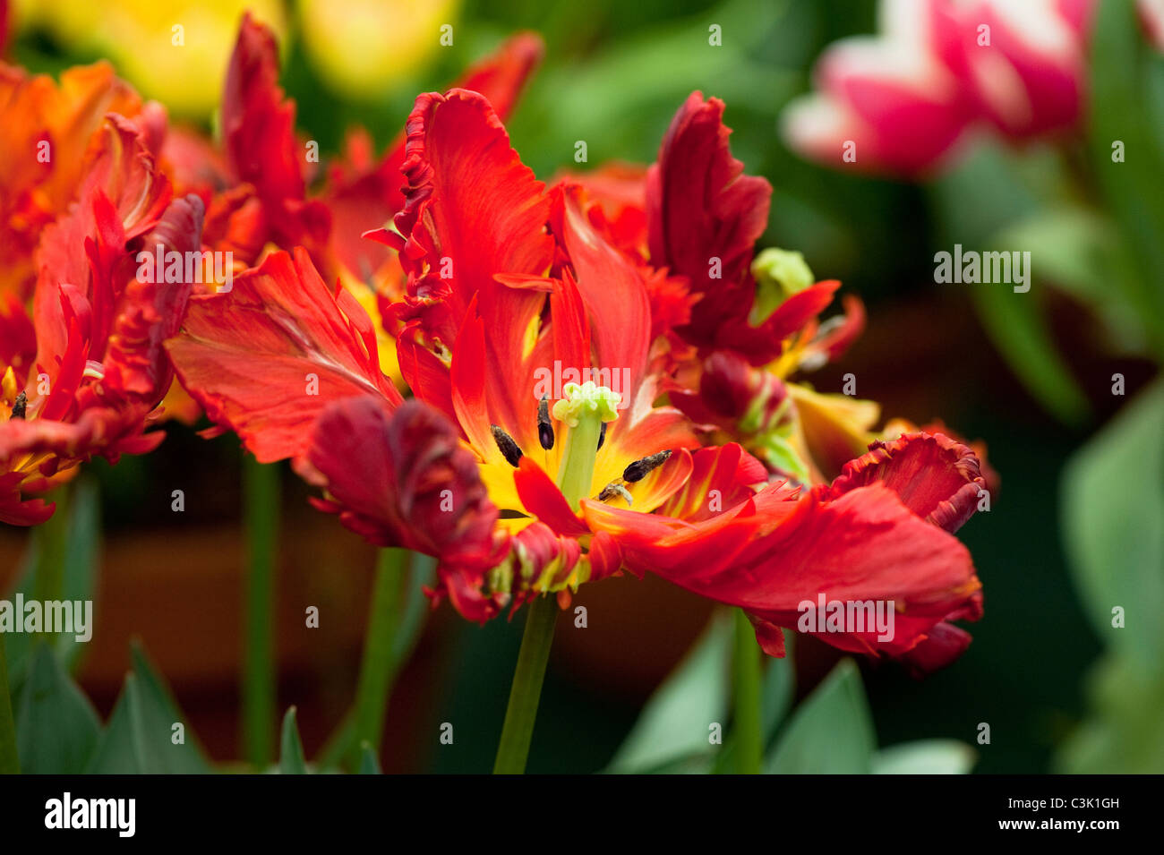 Tulipa ‘Rococo’, Parrot Tulips Stock Photo - Alamy