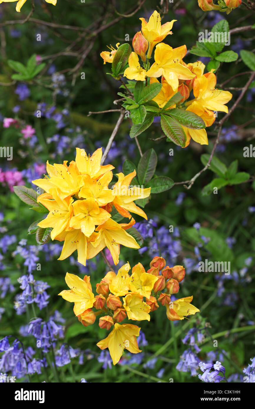Close up of an Orange / Yellow Rhododendron flowering amongst the ...