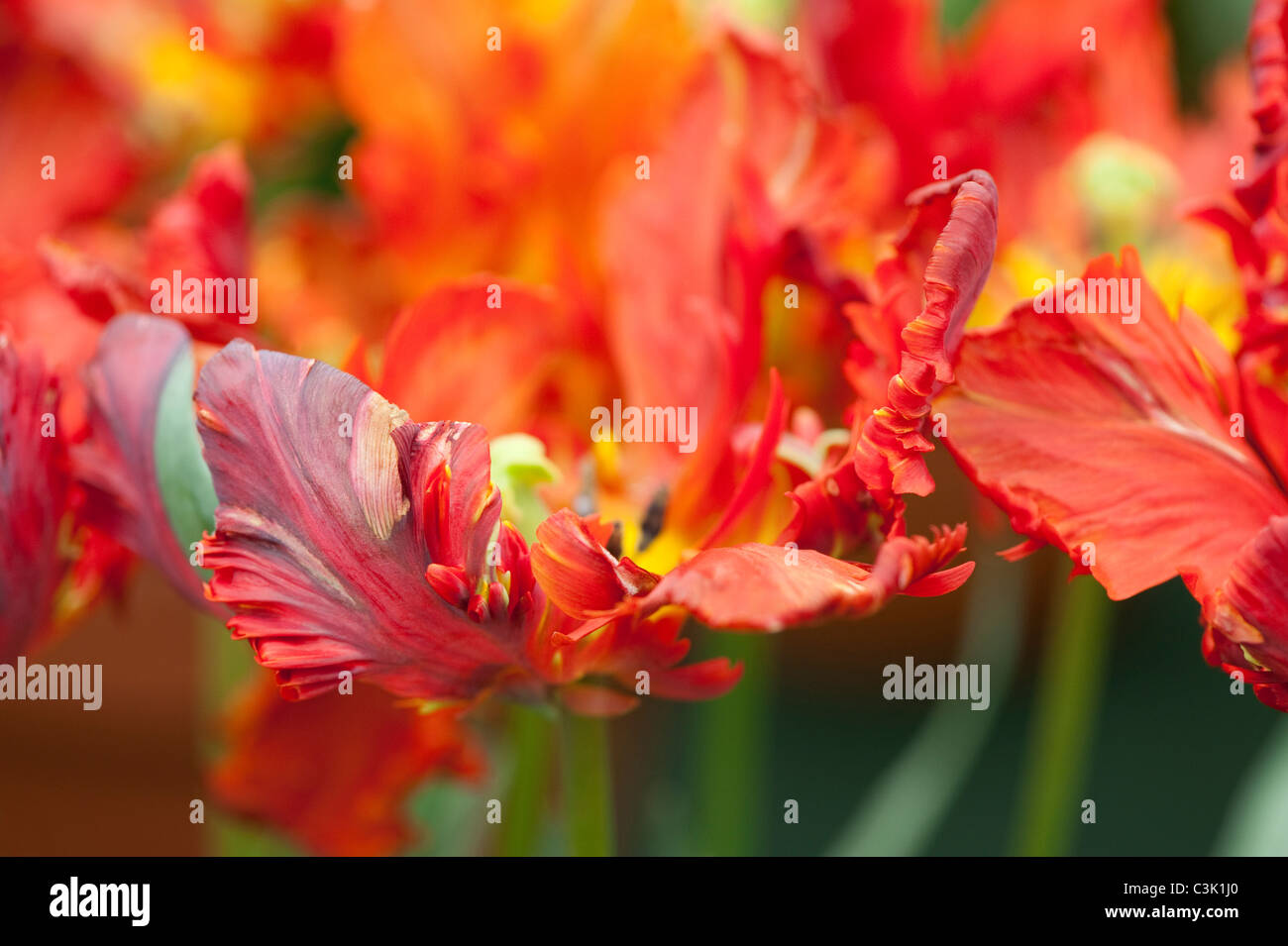 Red tulips yellow edges petals hi-res stock photography and images - Alamy