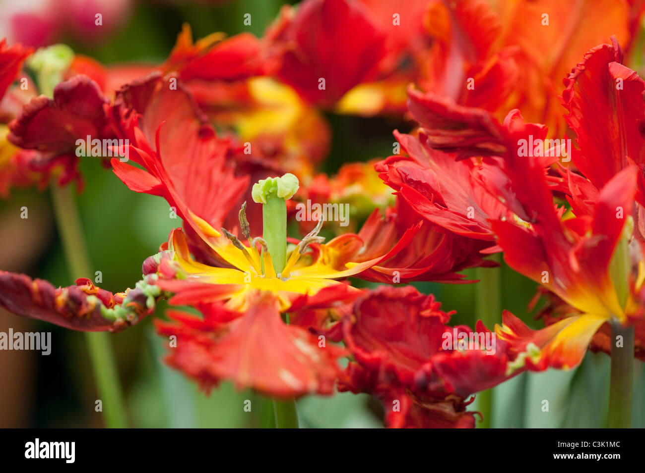 Tulipa ‘Rococo’, Parrot Tulips Stock Photo - Alamy