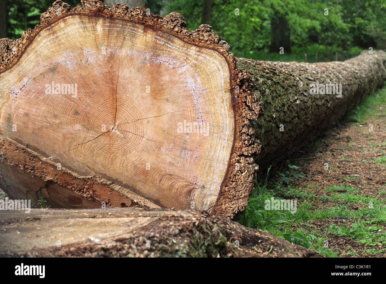 Felled tree at Westonbirt Arboretum, Gloucestershire Stock Photo - Alamy
