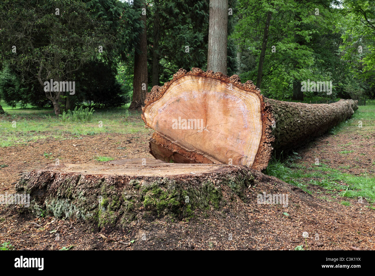 Felled tree at Westonbirt Arboretum, Gloucestershire Stock Photo - Alamy
