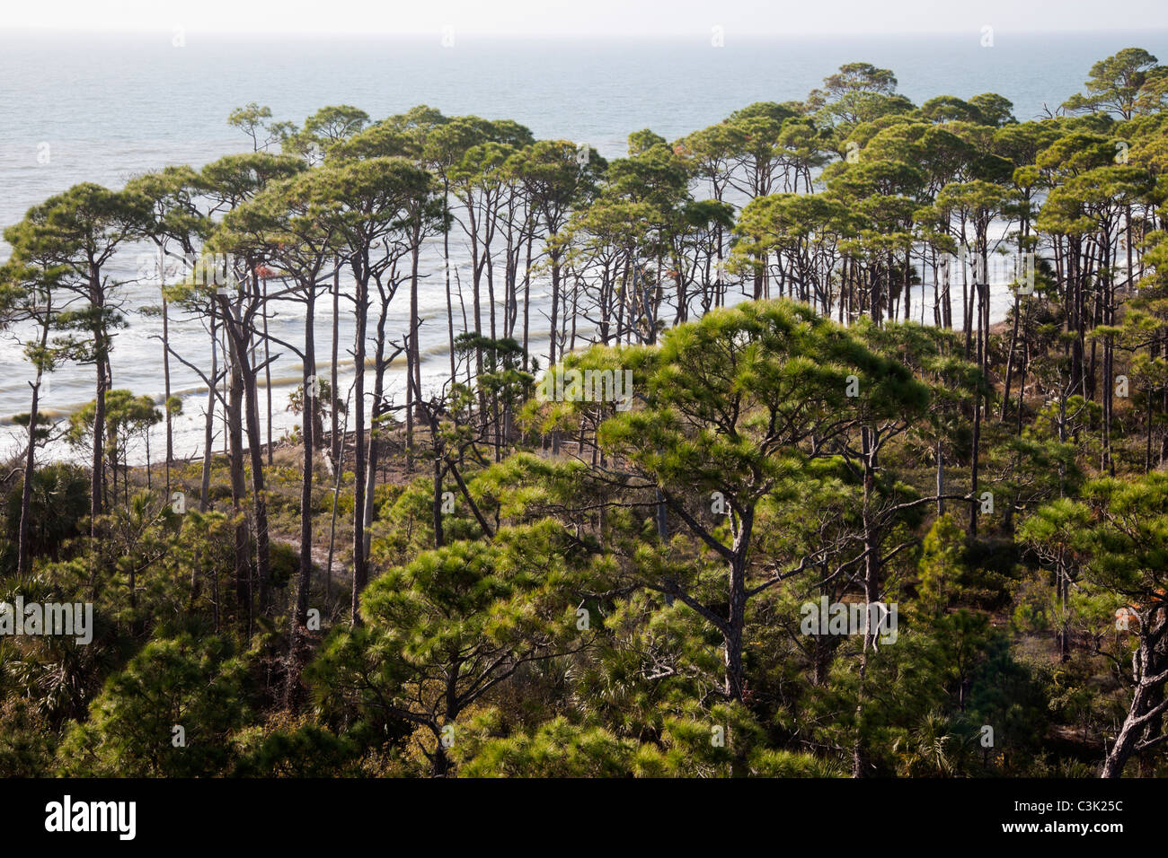 Forest by the sea Stock Photo - Alamy