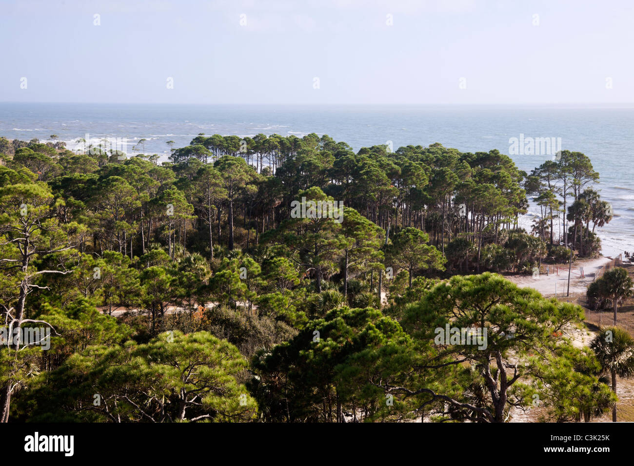 Forest by the sea Stock Photo - Alamy