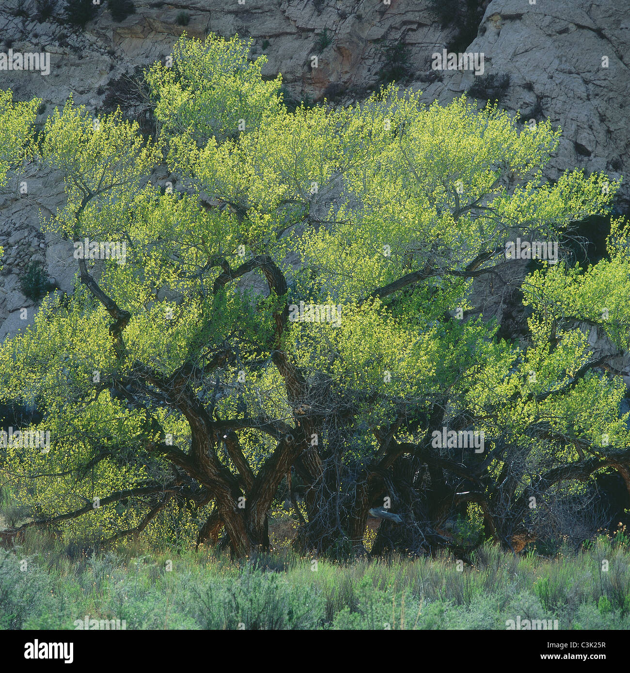 Deciduous tree hi-res stock photography and images - Alamy