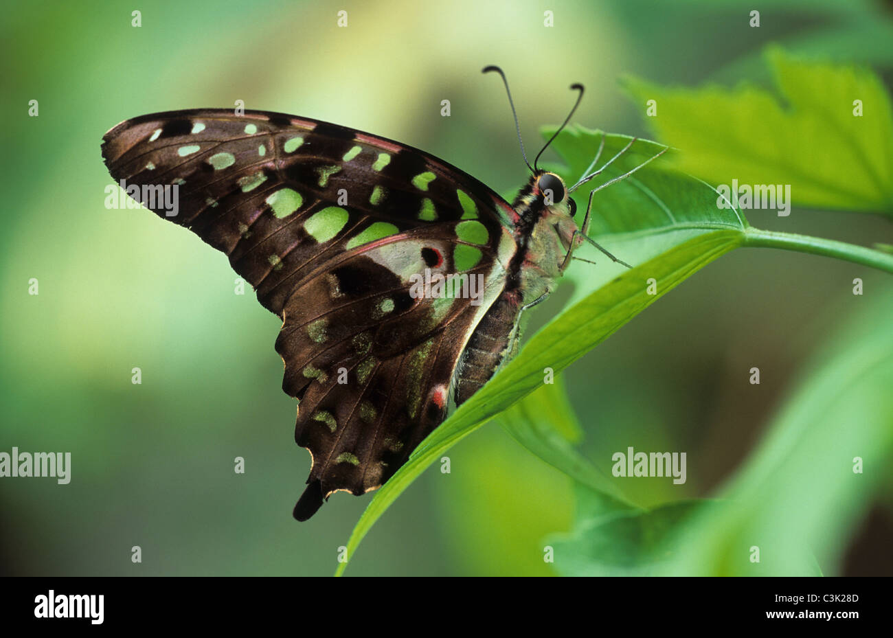 Tailed Jay, green spotted triangle butterfly or Graphium agamemnon ...