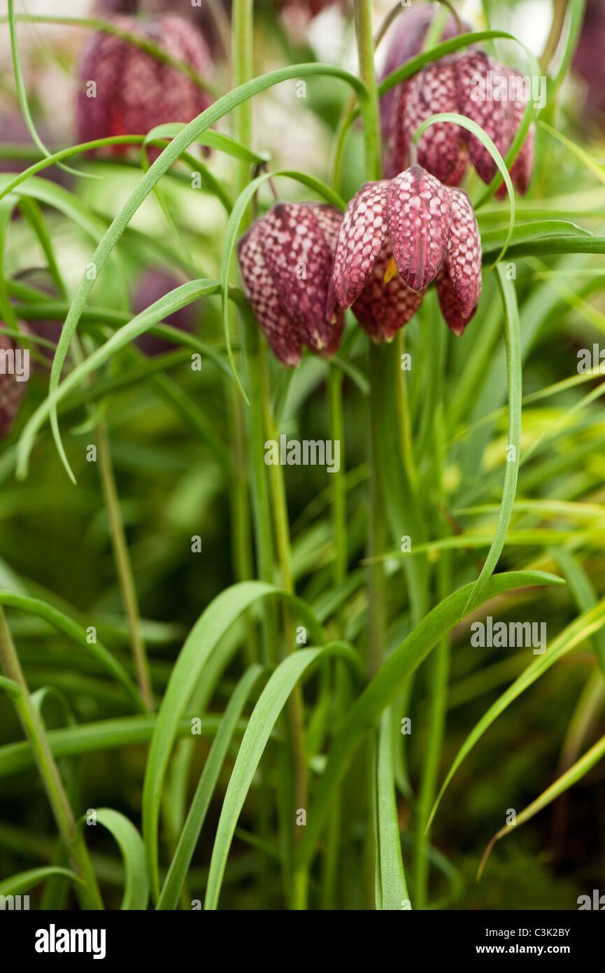 Fritillaria meleagris, Snake’s Head Fritillary Stock Photo - Alamy