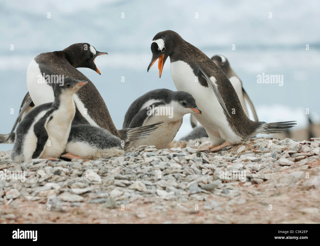 Antarctica, Gentoo penguins Stock Photo - Alamy