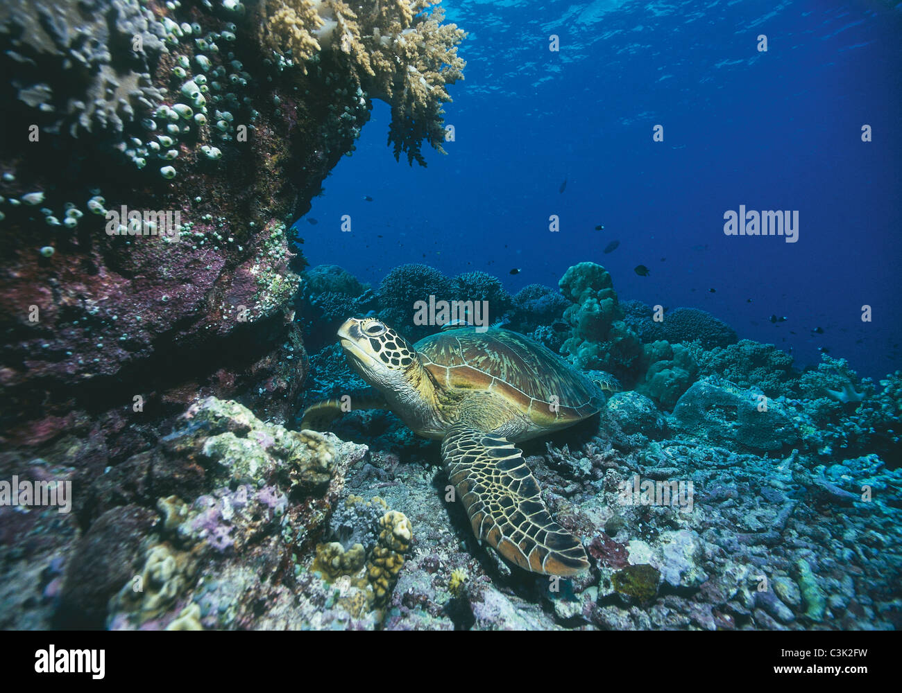 Marine turtle on coral reef Stock Photo - Alamy